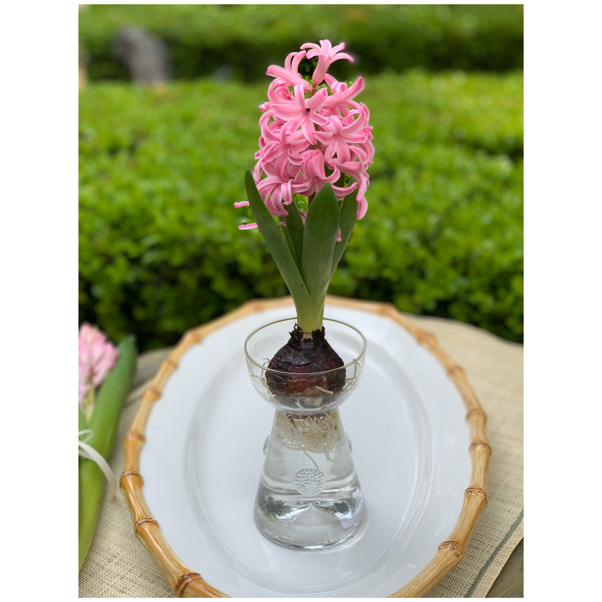 Spotswood Clear Glass Bulb Vase | European décor for the modern household